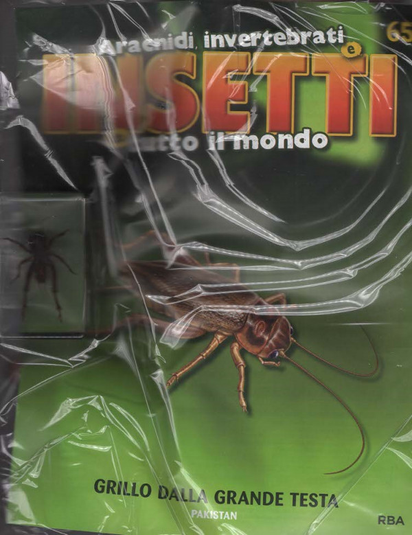 Insetti da Tutto il Mondo - Grillo dalla grande testa - Pakistan ...